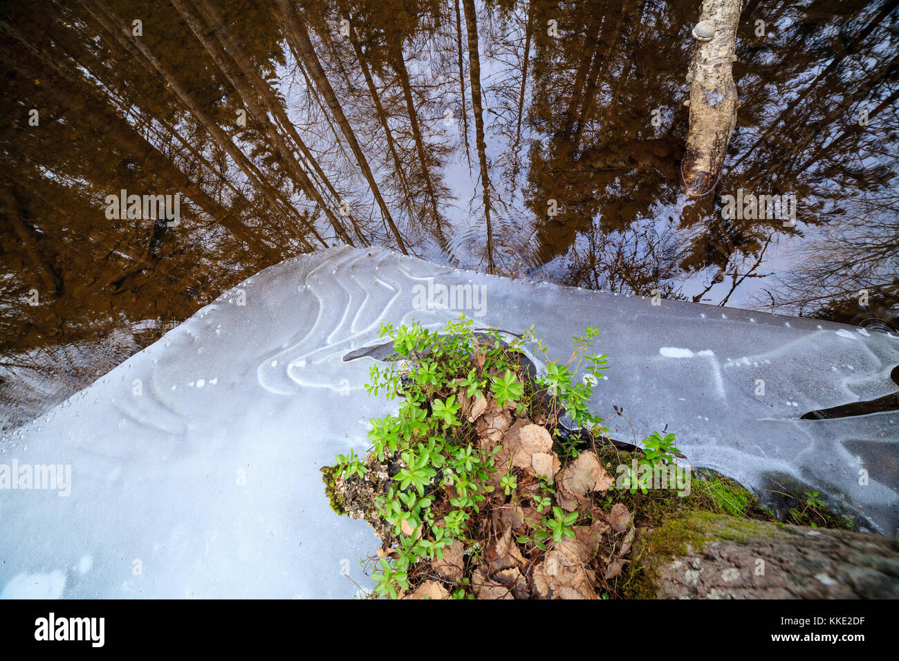 Partially frozen forest river detail Stock Photo - Alamy