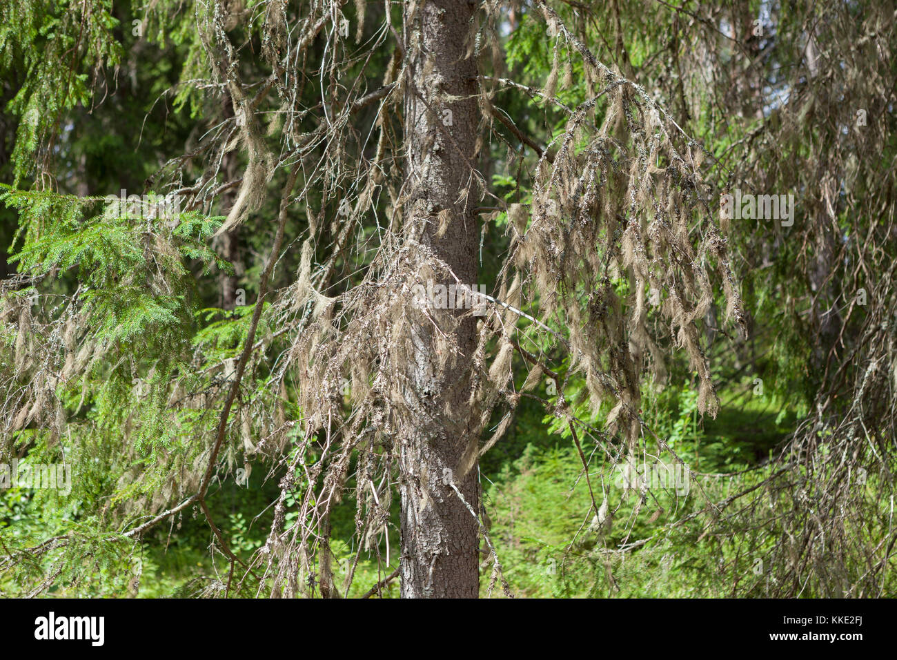 Tree branches spruce close hi-res stock photography and images - Alamy