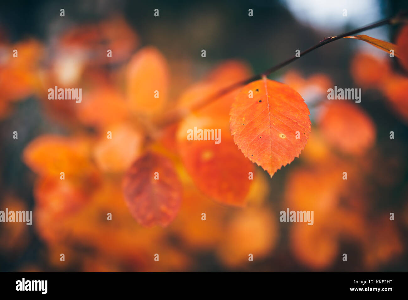 Orange autumn leaves Stock Photo - Alamy