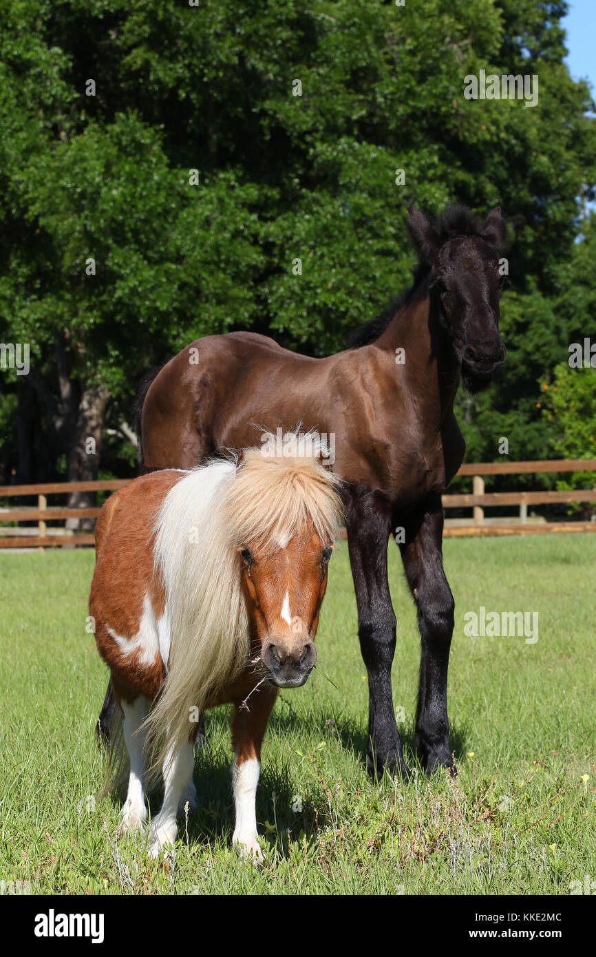 Friesian Foal And Miniature Stock Photo - Alamy