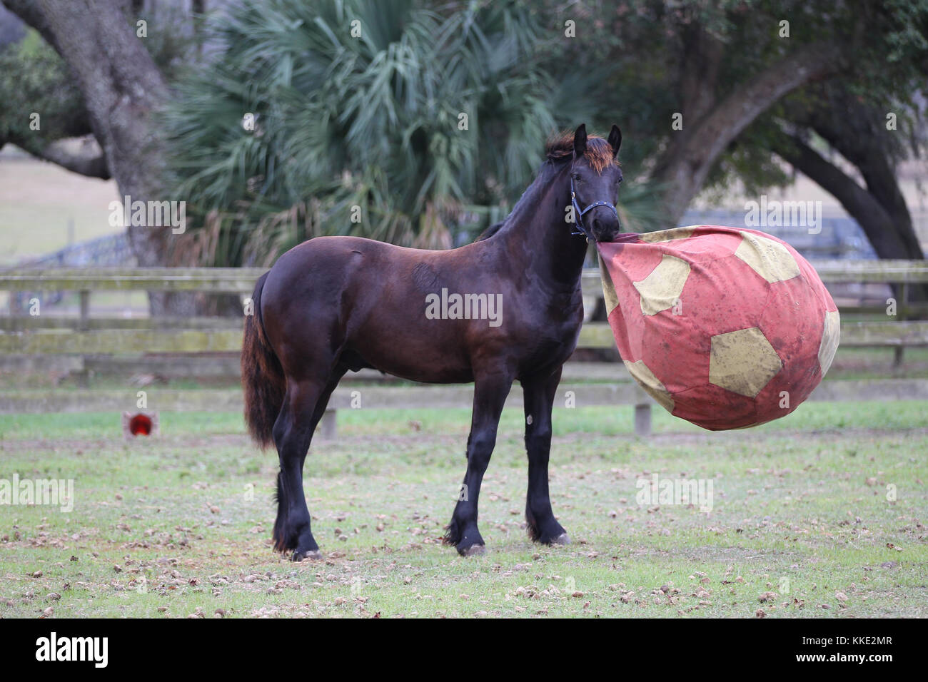Colt playing hi-res stock photography and images - Alamy