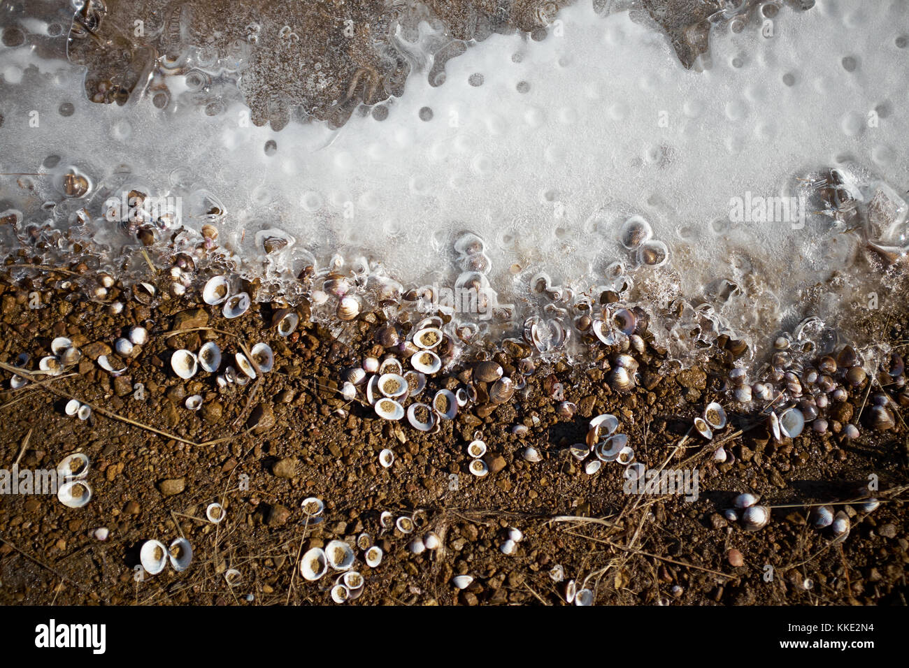 Muddy shells hi-res stock photography and images - Alamy