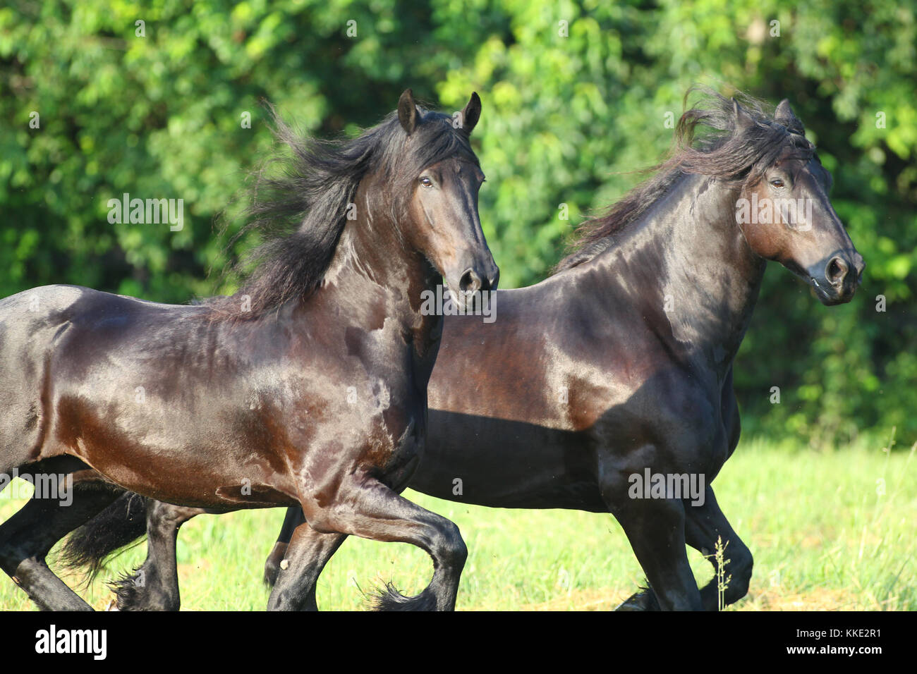 Friesian Horse Horses High Resolution Stock Photography and Images - Alamy