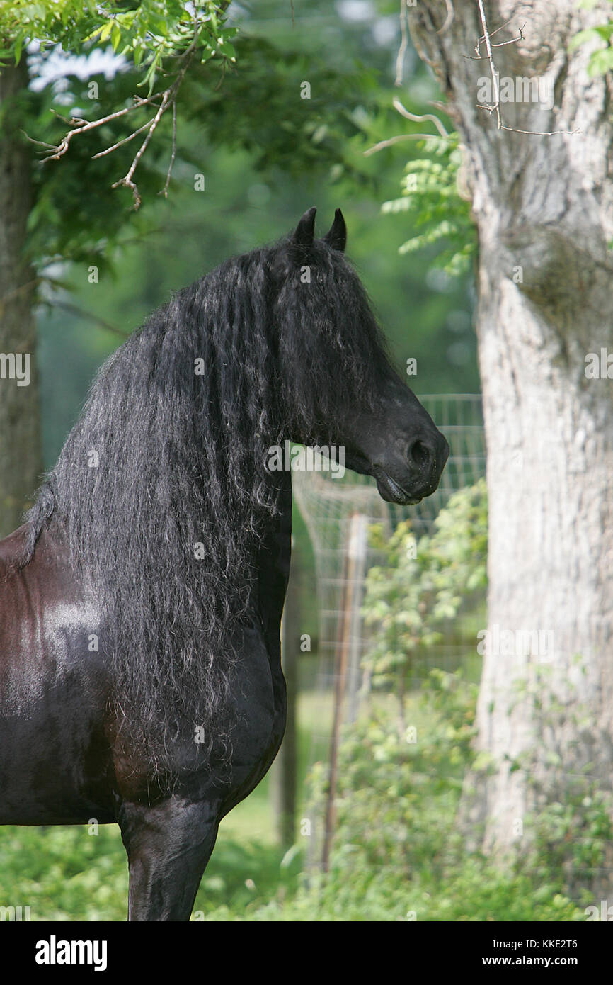 Friesian black horse long mane hi-res stock photography and images - Alamy