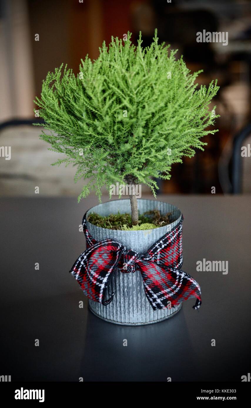 Christmas topiary hi-res stock photography and images - Alamy