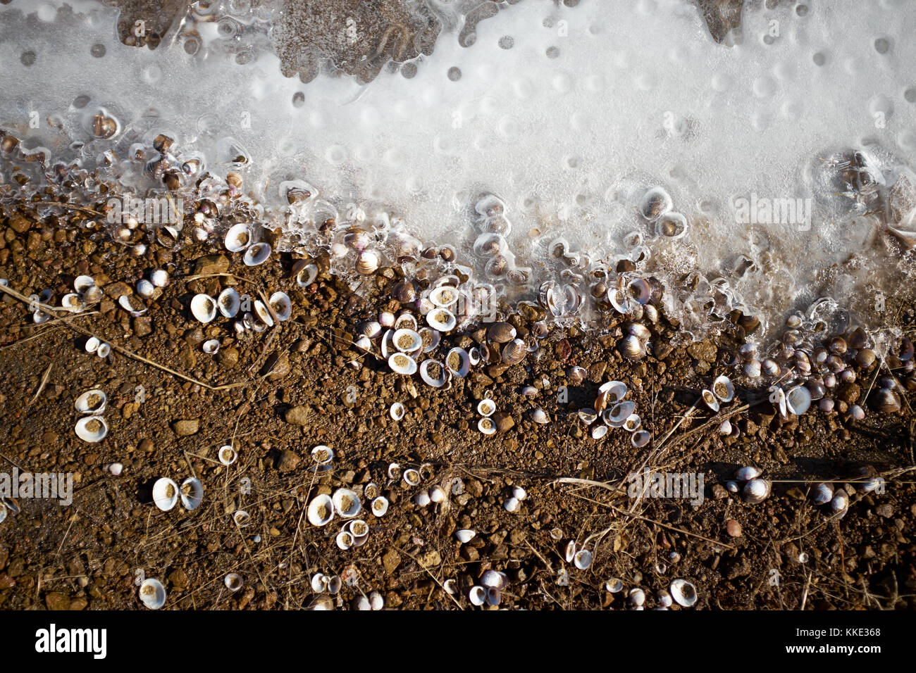 Broken clam shells hi-res stock photography and images - Alamy