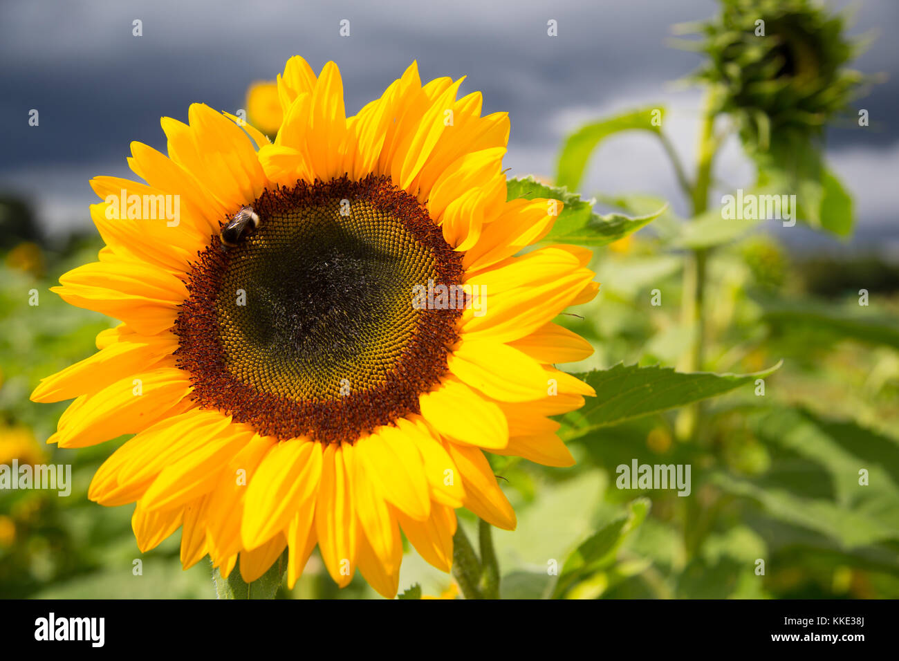 sunflowers in autumn Stock Photo - Alamy