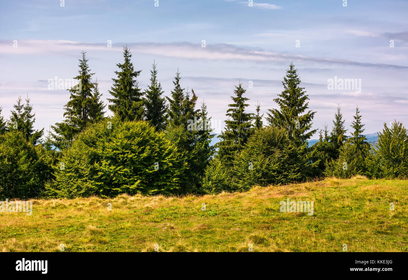 Lovely forest hi-res stock photography and images - Alamy