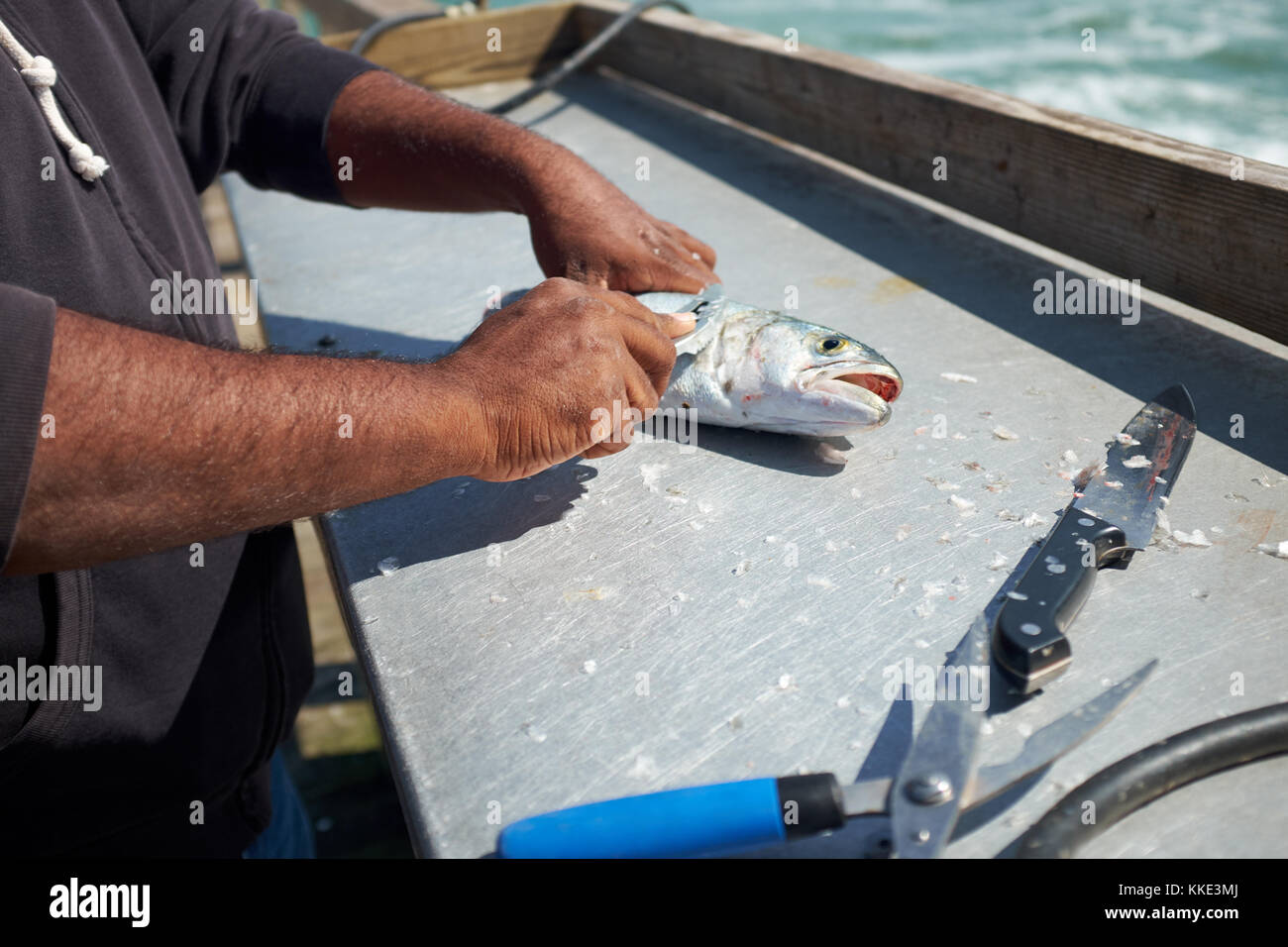 Fisherman gutting and cleaning a freshly caught fish using a knife to ...