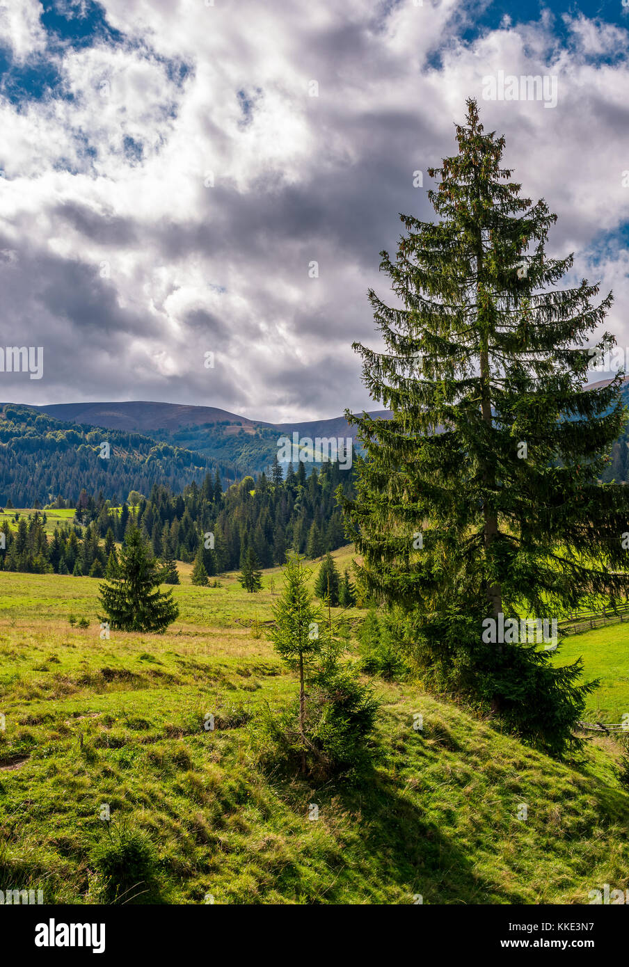 spruce tree on a grassy slope under cloudy sky. beautiful early autumn ...