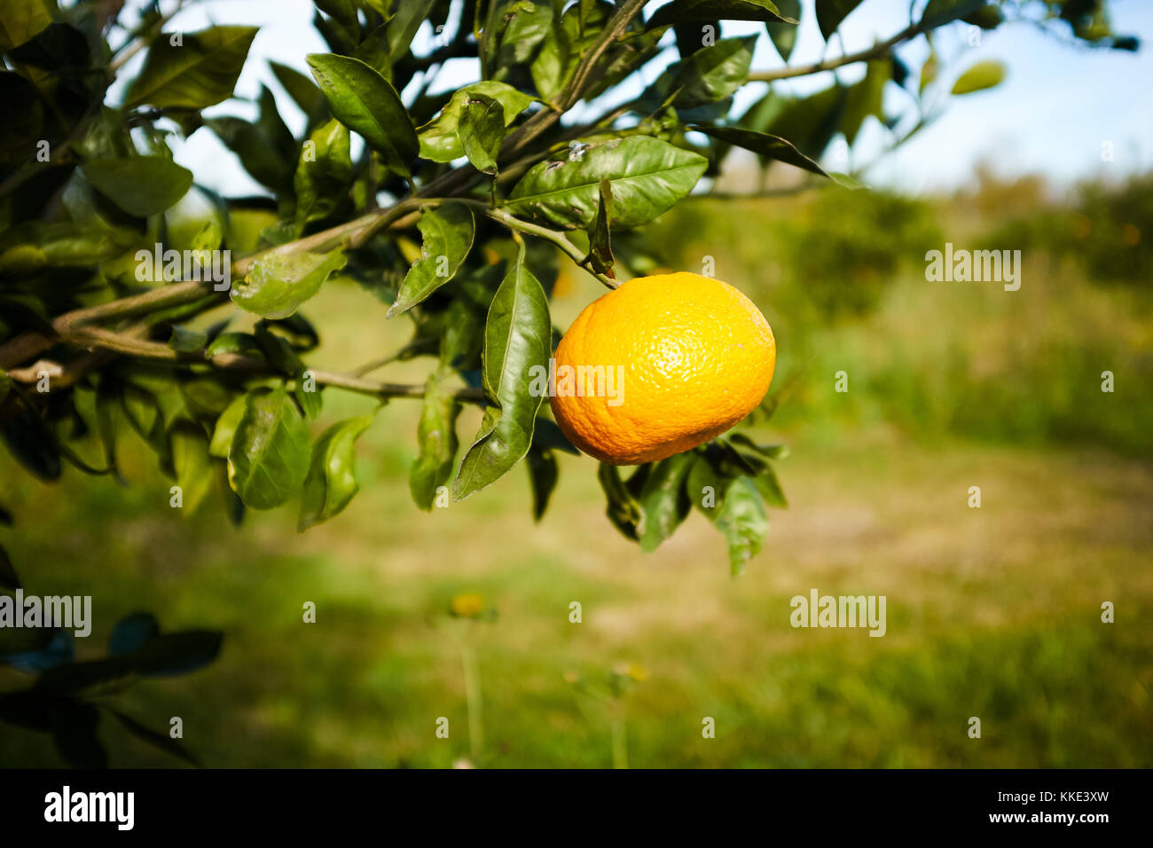 Single orange fruit growing on tree branch in close up view Stock Photo ...