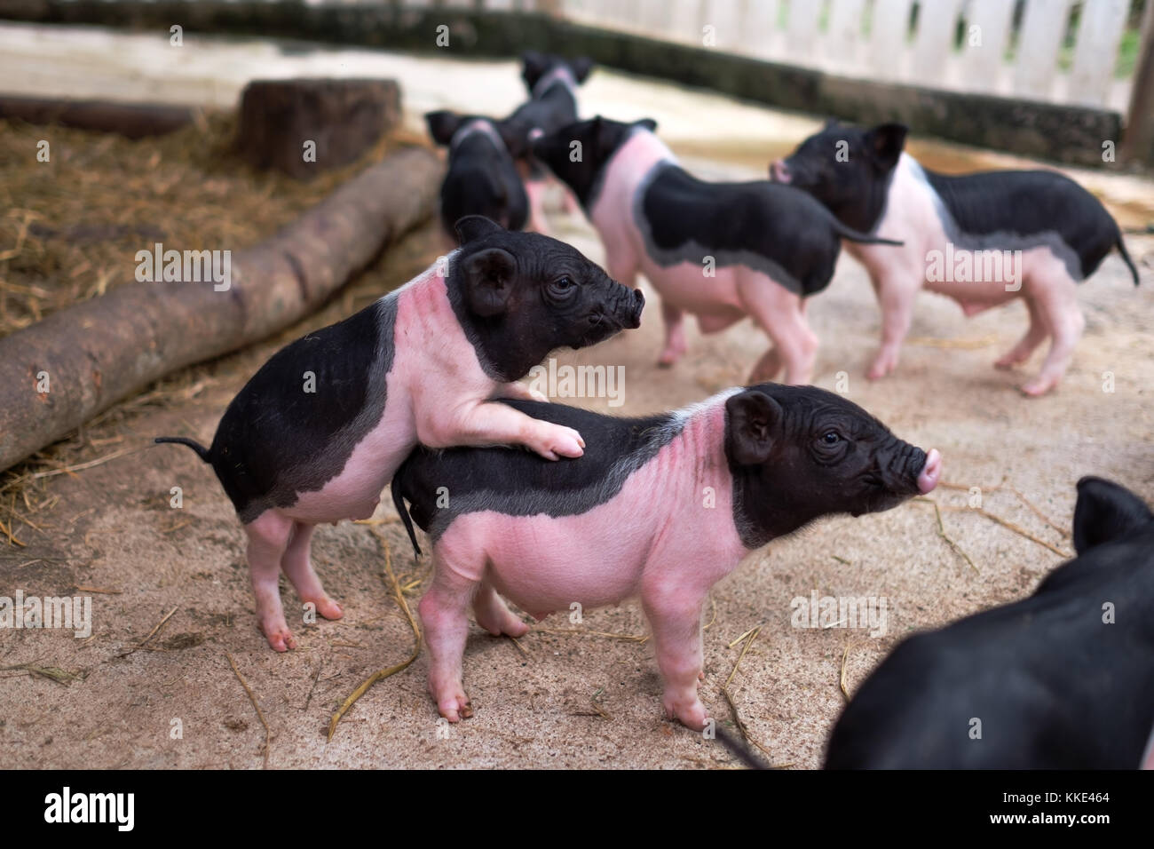 Small vietnamese spotted pigs Stock Photo - Alamy