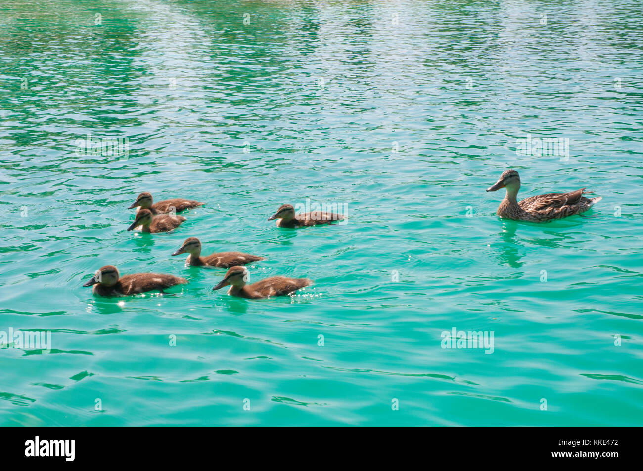 Aves salvajes hi-res stock photography and images - Alamy