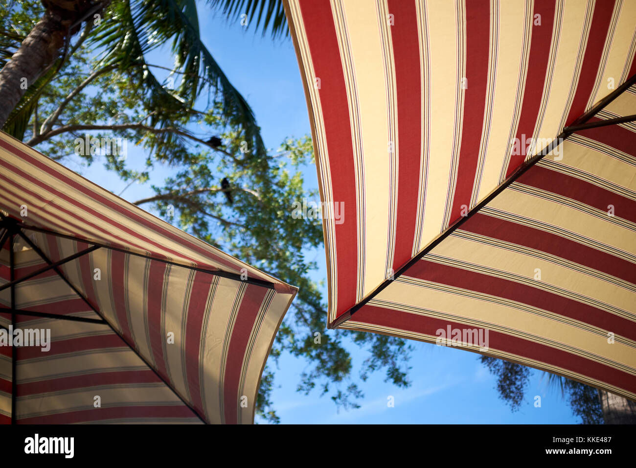 Two brightly colored striped garden umbrellas under shady trees viewed ...