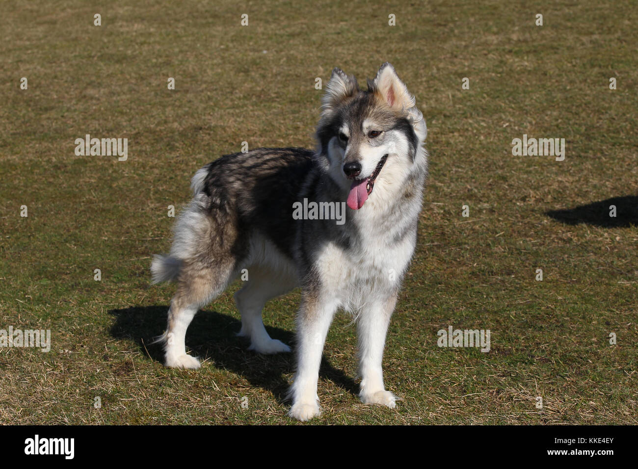 Utonagan High Resolution Stock Photography and Images - Alamy