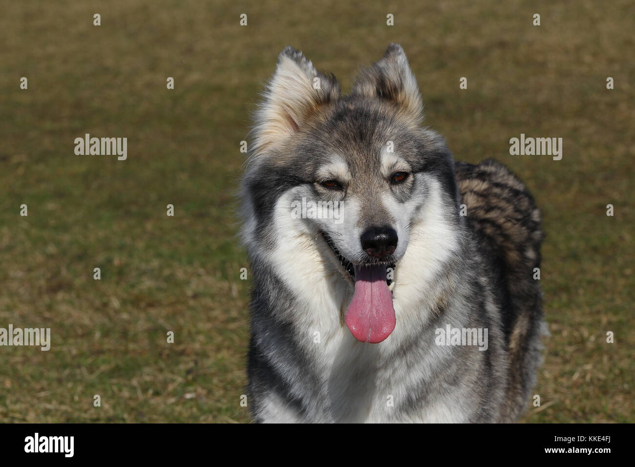 Utonagan High Resolution Stock Photography and Images - Alamy