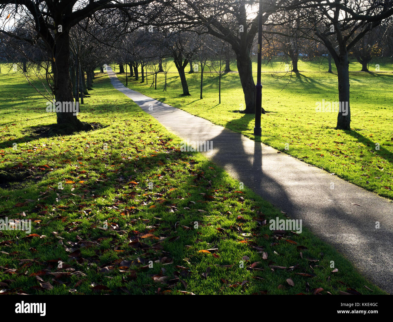 Tree Shadows on a Footpath across The Stray in Late Autumn at Harrogate ...