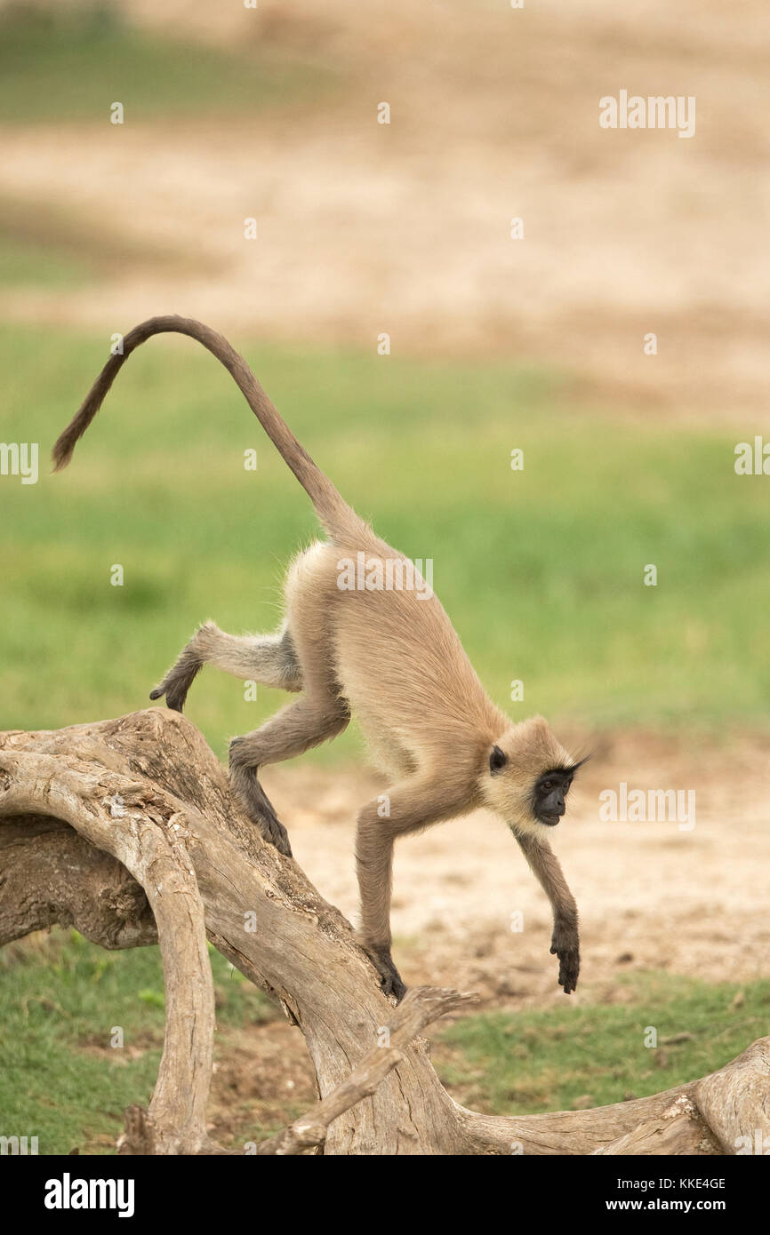 Tufted Grey Langur (Semnopithecus priam priam Stock Photo - Alamy