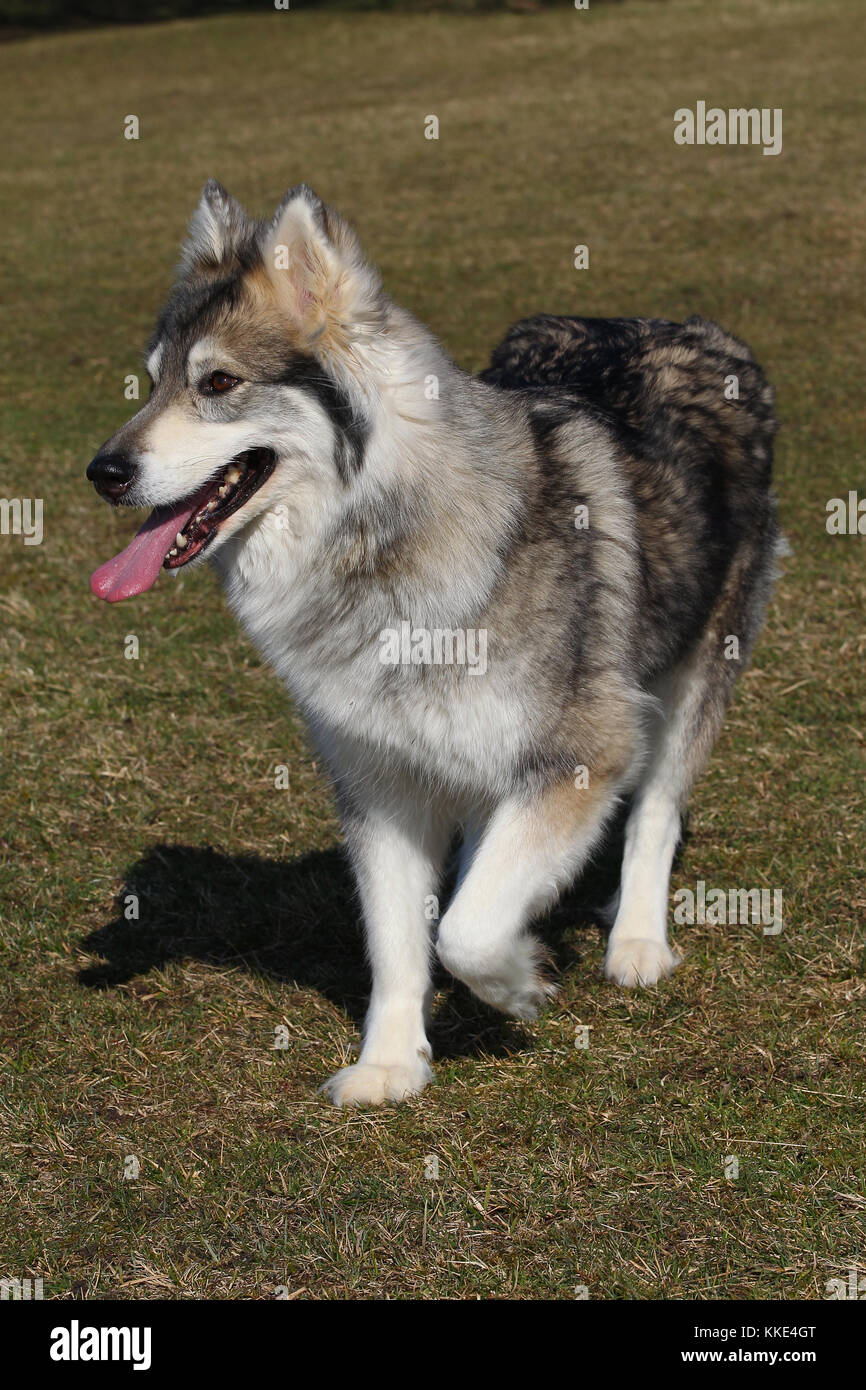 Utonagan High Resolution Stock Photography and Images - Alamy