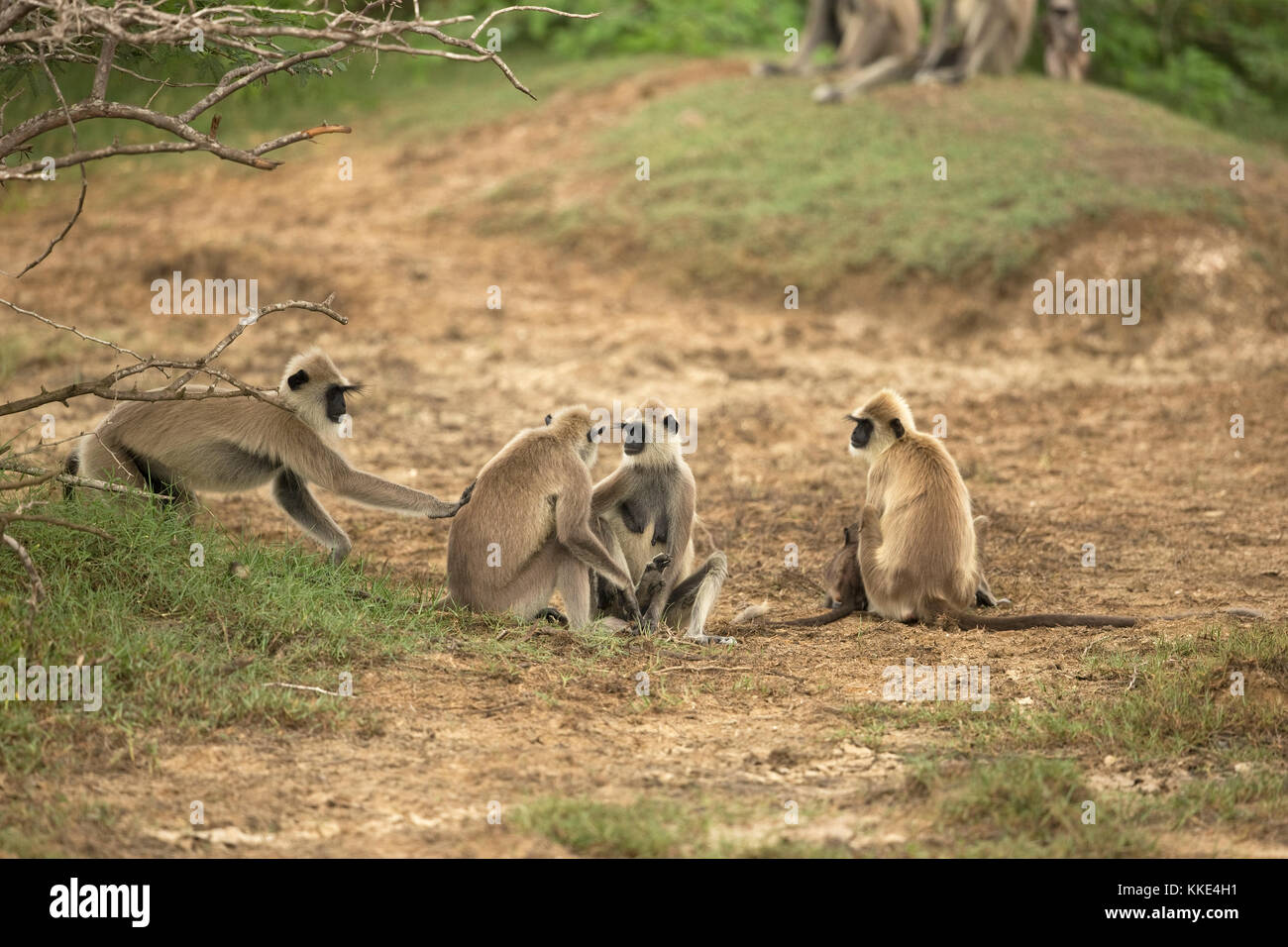 Tufted Grey Langur (Semnopithecus priam priam Stock Photo - Alamy