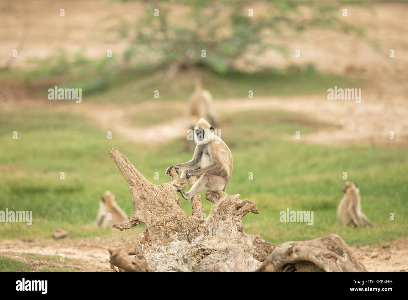 Tufted Grey Langur (Semnopithecus priam priam Stock Photo - Alamy