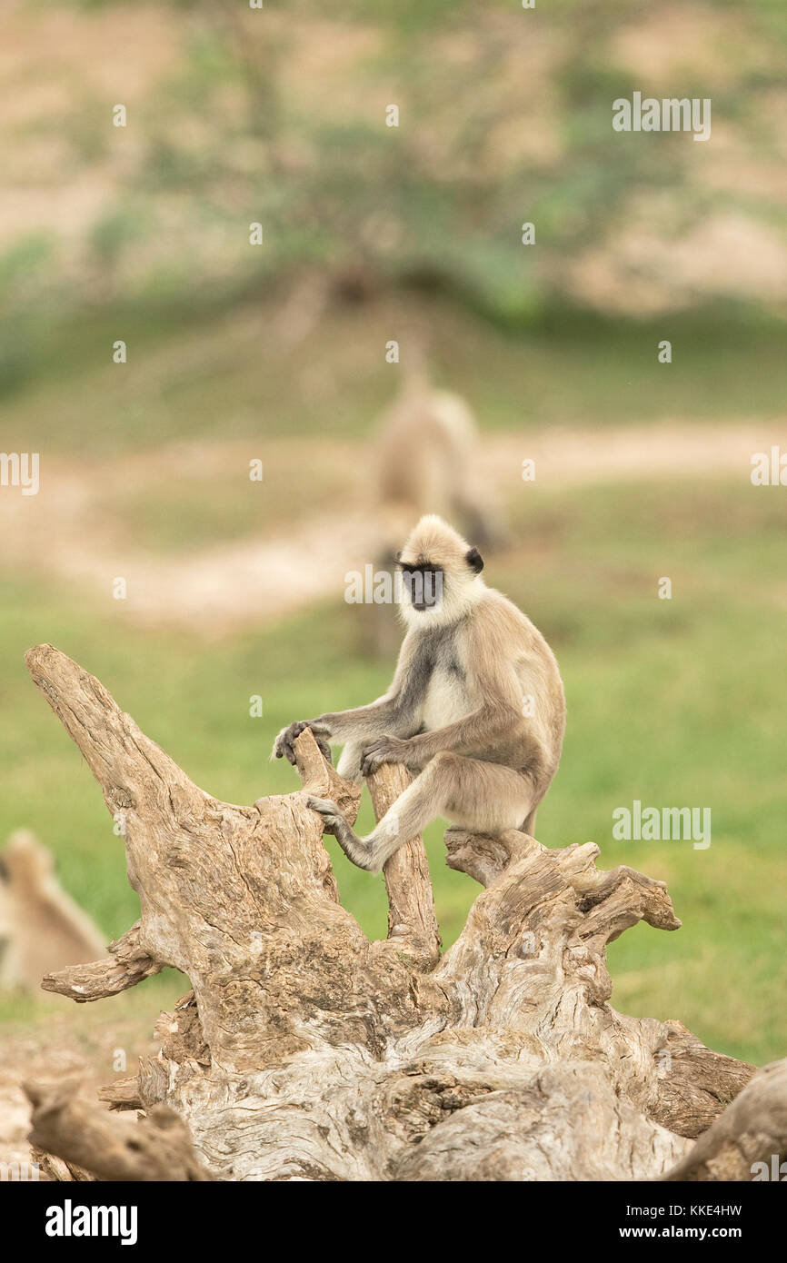Tufted Grey Langur (Semnopithecus priam priam Stock Photo - Alamy