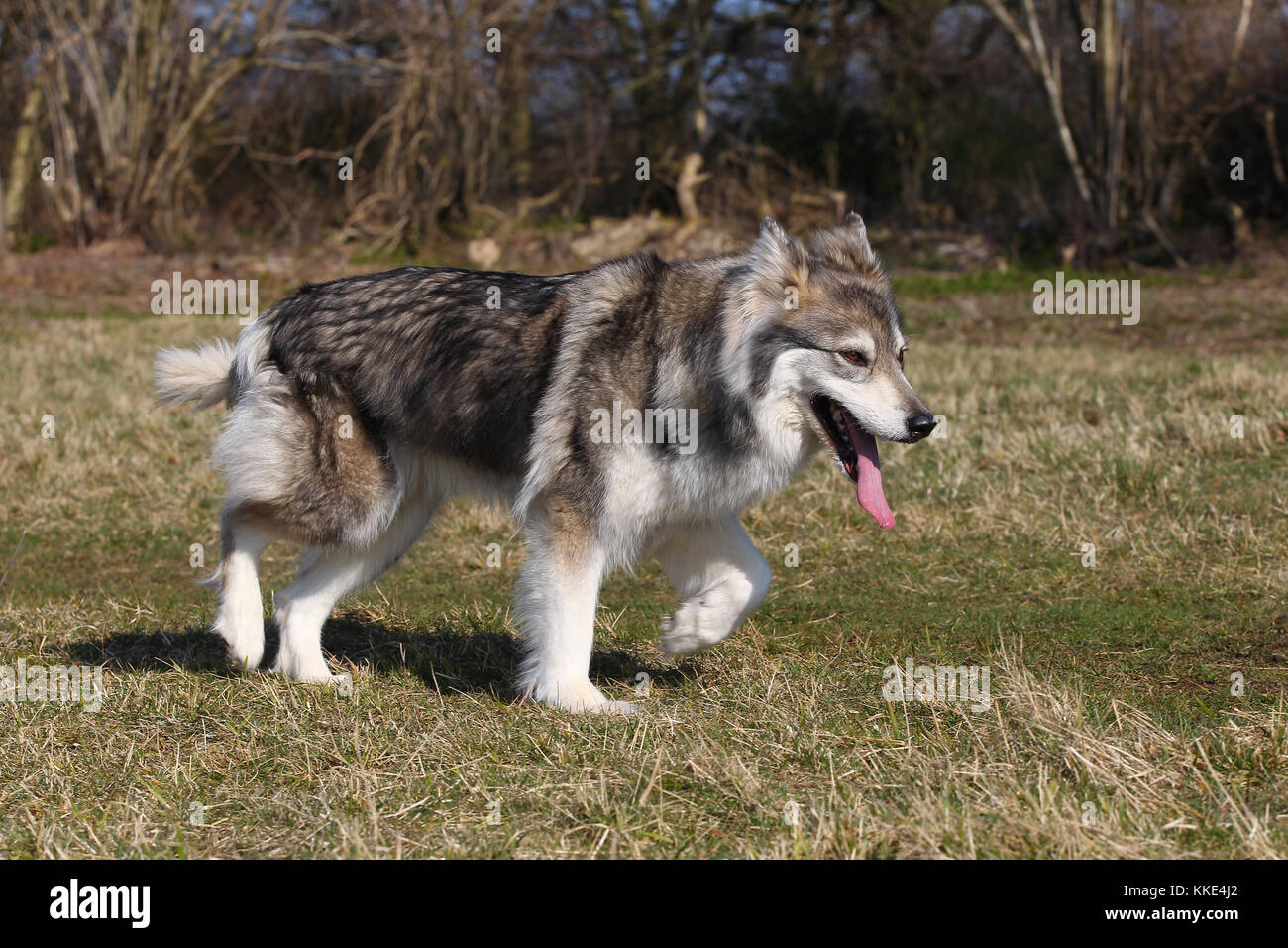 Utonagan High Resolution Stock Photography and Images - Alamy
