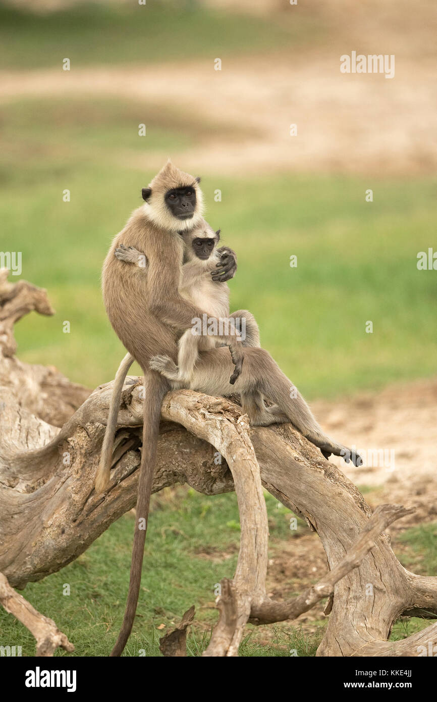 Tufted Grey Langur (Semnopithecus priam priam Stock Photo - Alamy