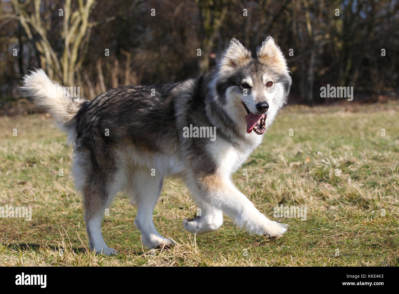 Utonagan High Resolution Stock Photography and Images - Alamy