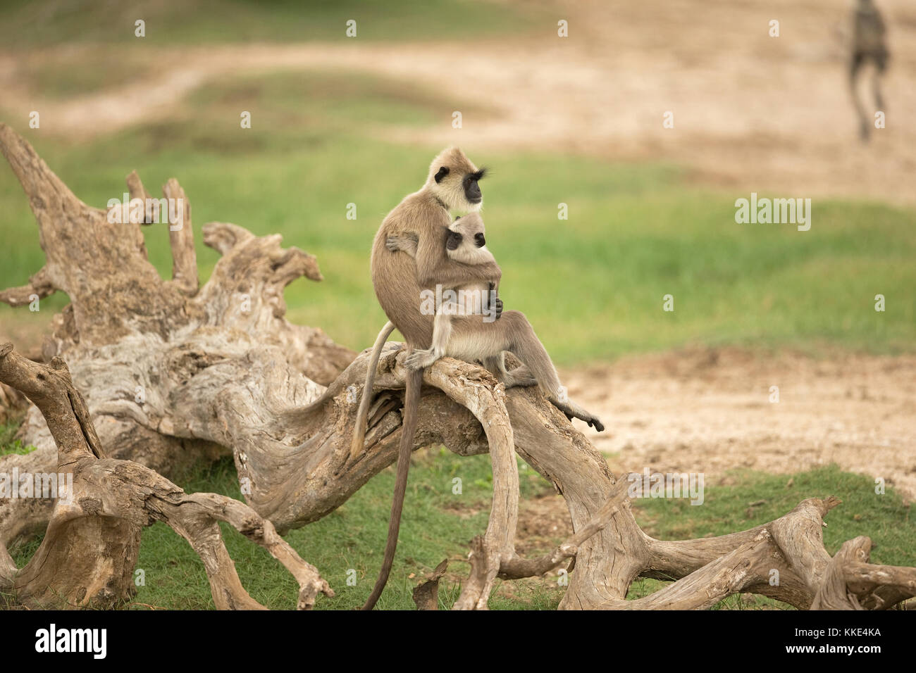Tufted Grey Langur (Semnopithecus priam priam Stock Photo - Alamy