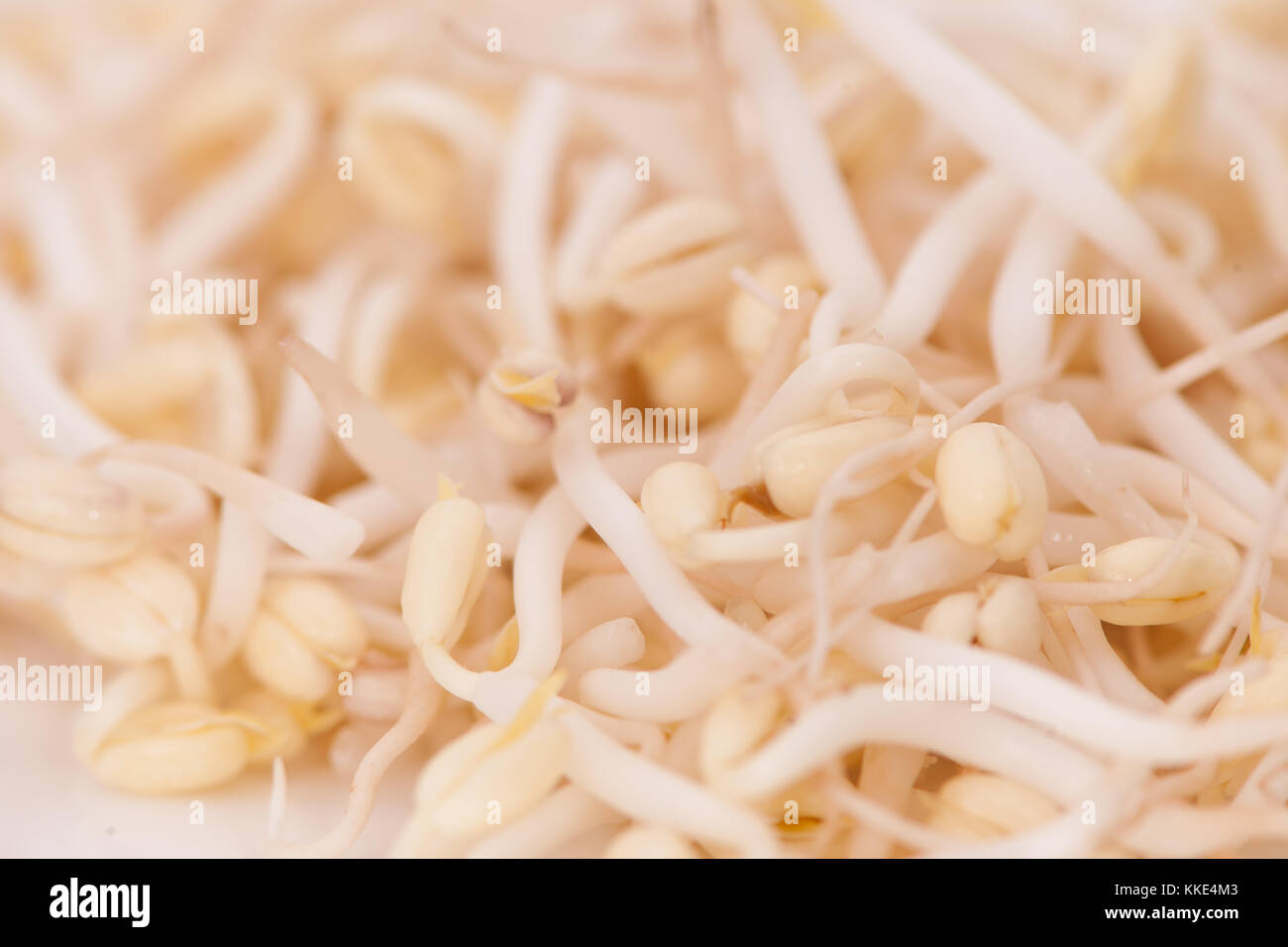 sprouted beans closeup Stock Photo - Alamy