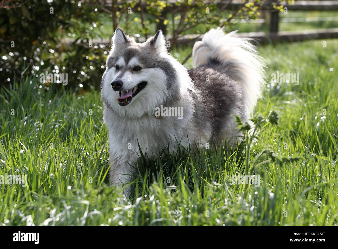 Utonagan High Resolution Stock Photography and Images - Alamy