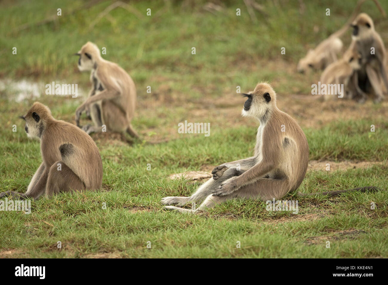 Tufted Grey Langur (Semnopithecus priam priam Stock Photo - Alamy