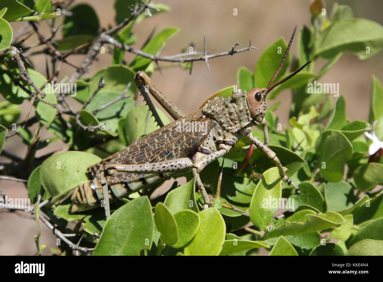 South African scenery Stock Photo - Alamy