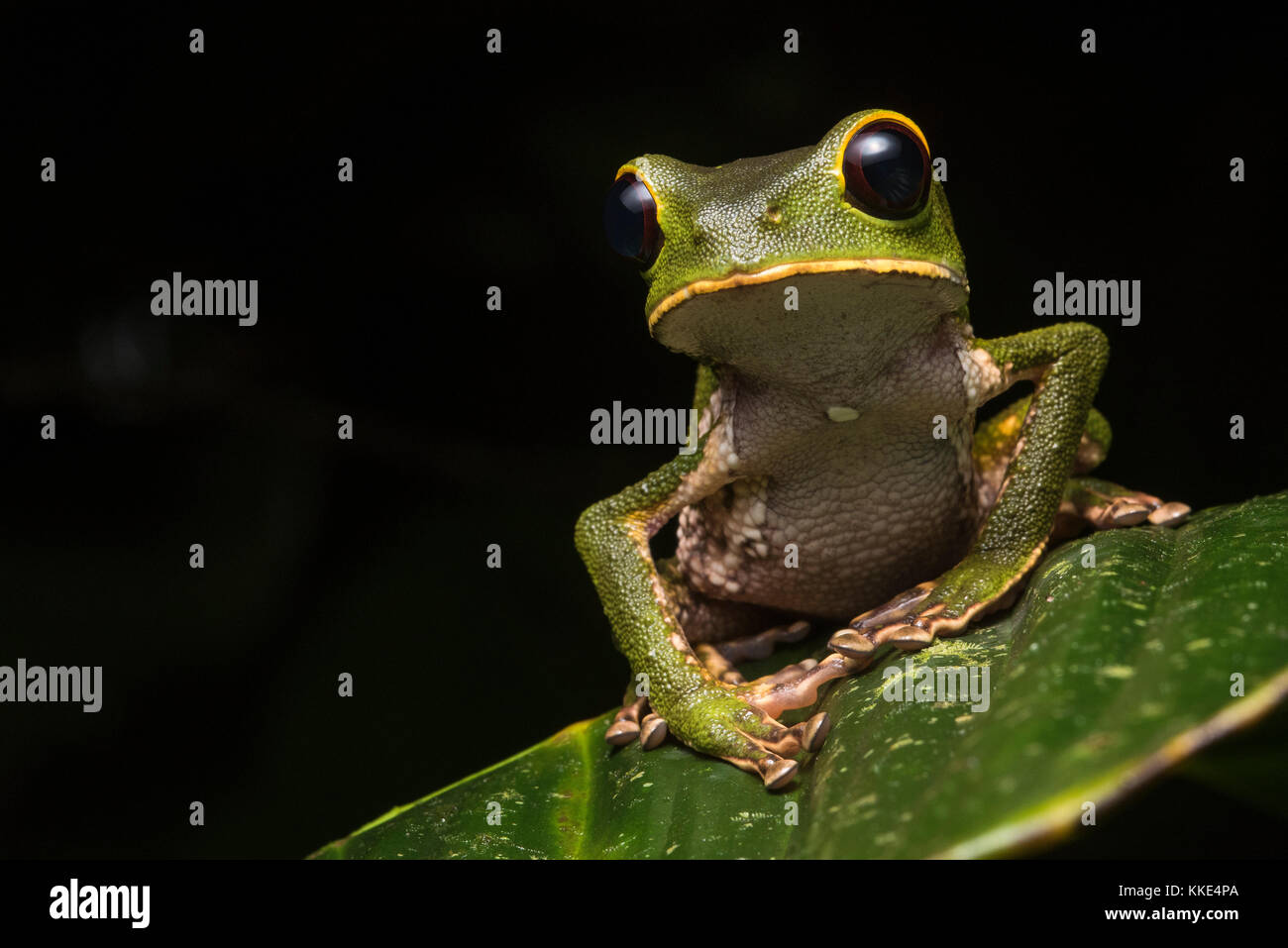 Phyllomedusa camba a species of frog from the jungles of Peru or more ...