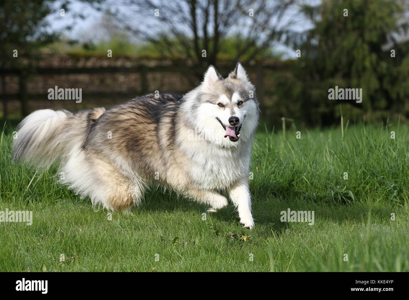 Utonagan High Resolution Stock Photography and Images - Alamy
