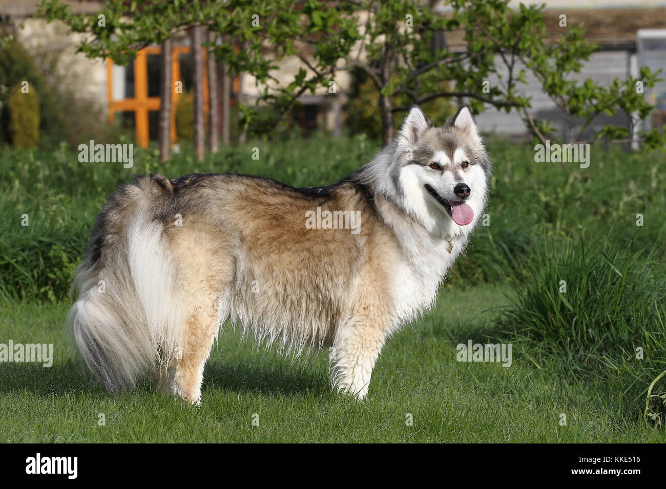 Utonagan High Resolution Stock Photography and Images - Alamy