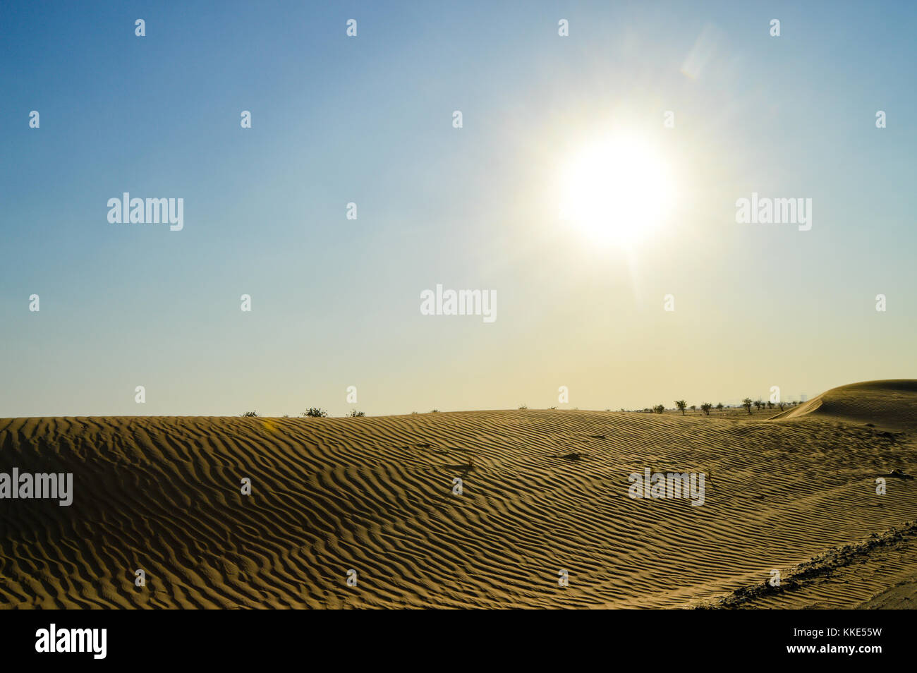 Dubai rain trees hi-res stock photography and images - Alamy