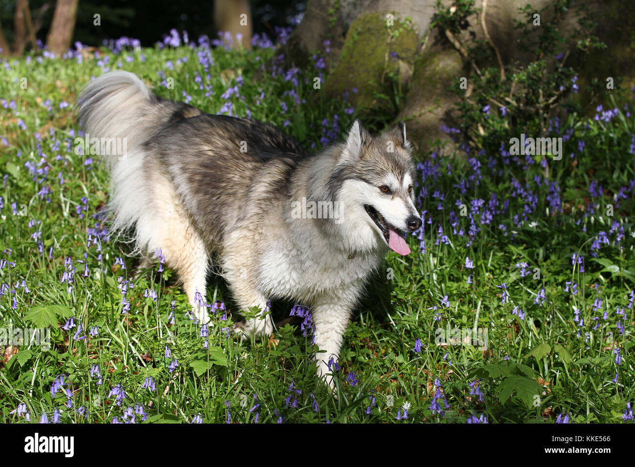 Utonagan High Resolution Stock Photography and Images - Alamy