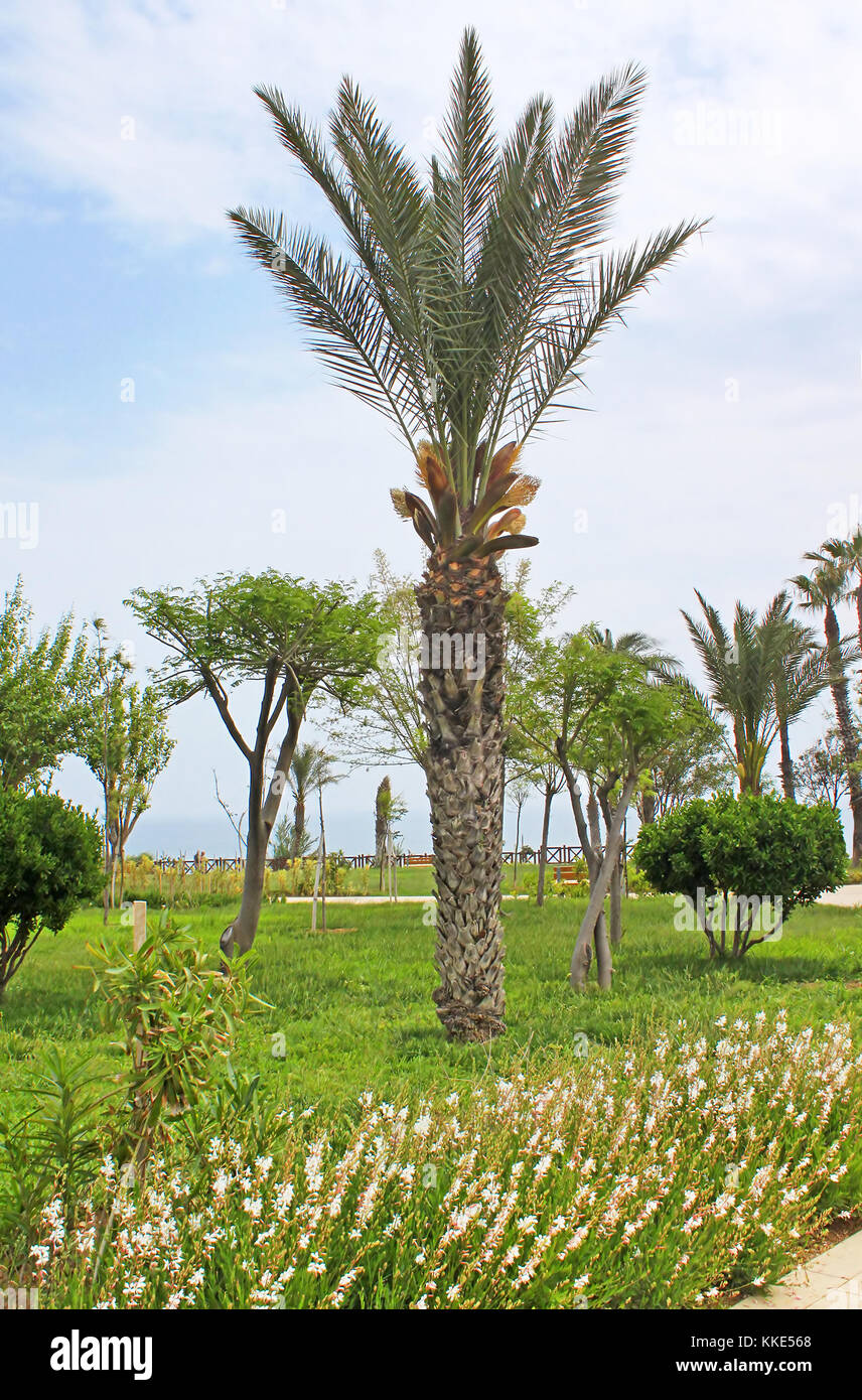 Palm in park in Antalya, Turkey Stock Photo - Alamy