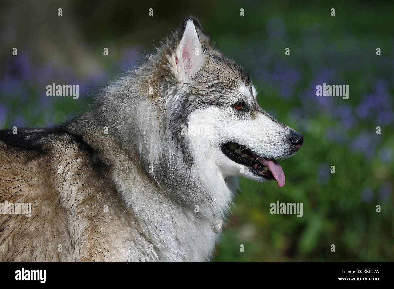 Utonagan High Resolution Stock Photography and Images - Alamy