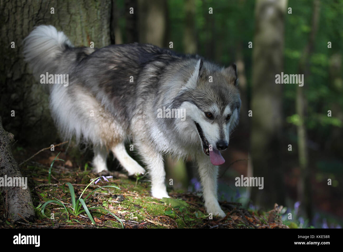 Utonagan High Resolution Stock Photography and Images - Alamy