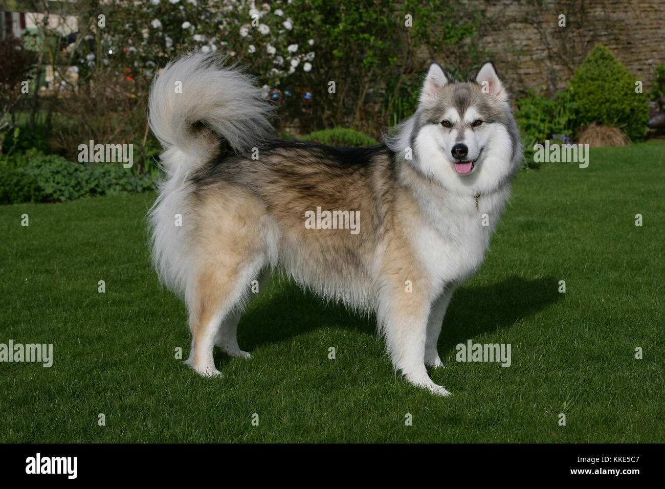 Utonagan High Resolution Stock Photography and Images - Alamy