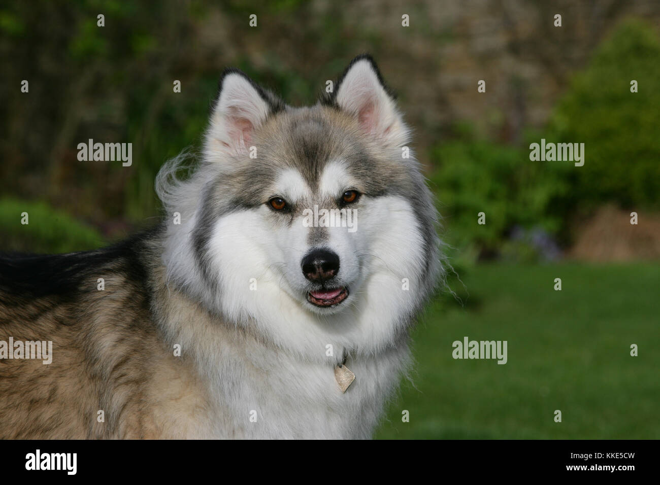 Utonagan High Resolution Stock Photography and Images - Alamy