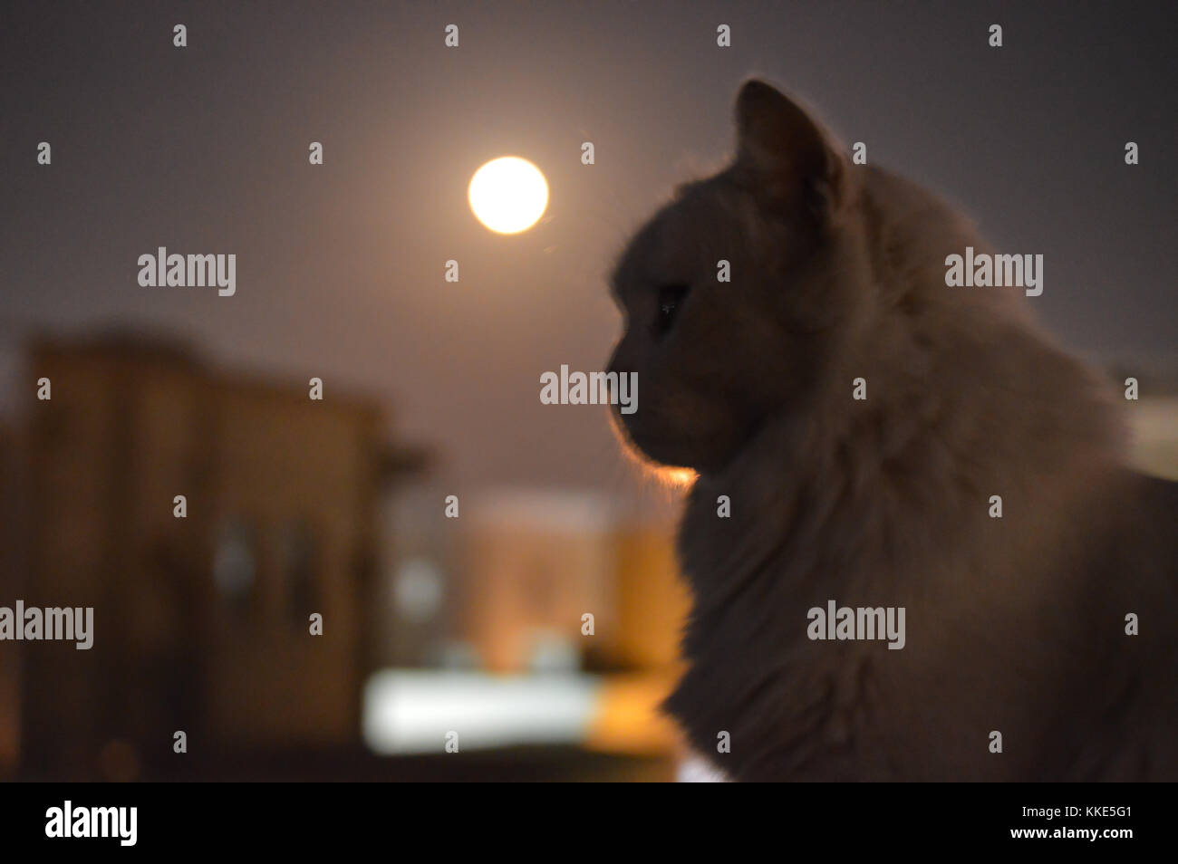 House full of cats hi-res stock photography and images - Alamy