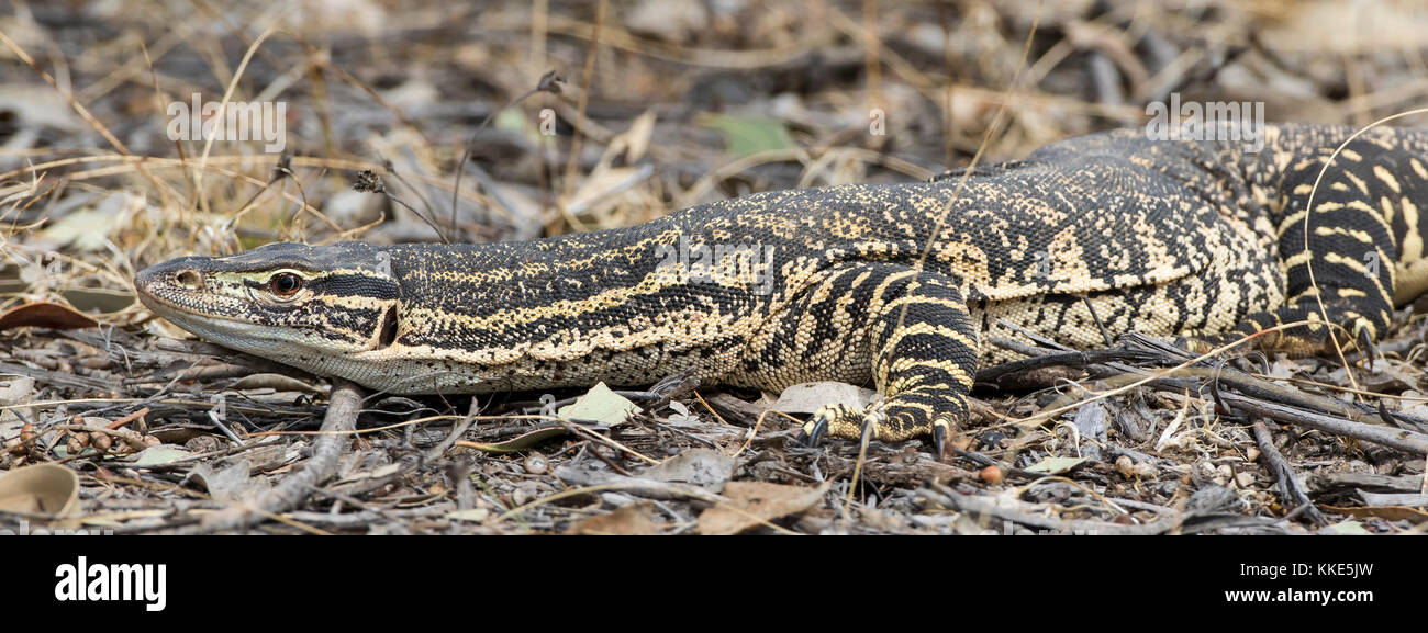 Sand Goanna (Varanus gouldii). Maldon, Victoria, Australia Stock Photo ...