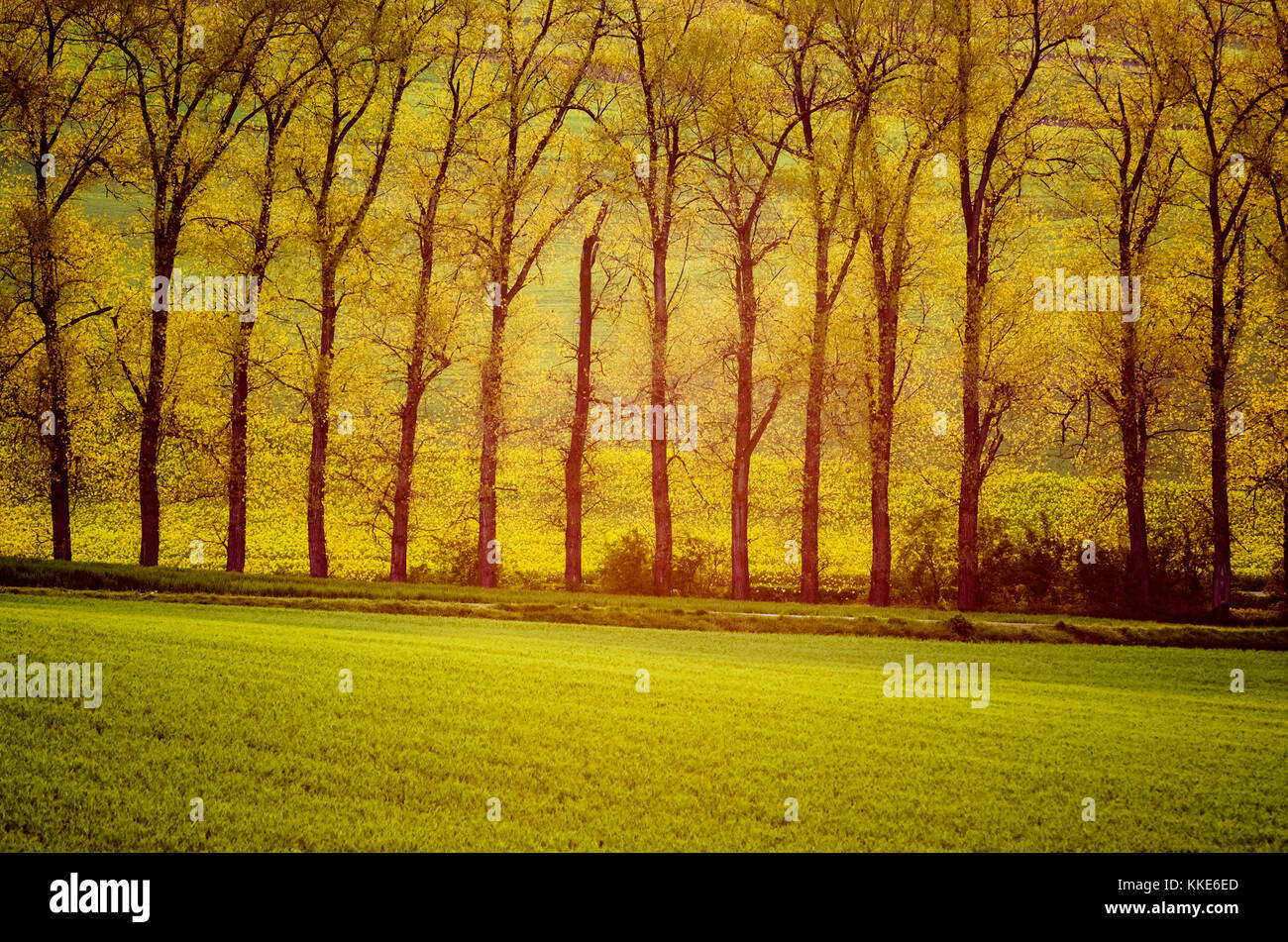 Beautiful golden trees Stock Photo - Alamy