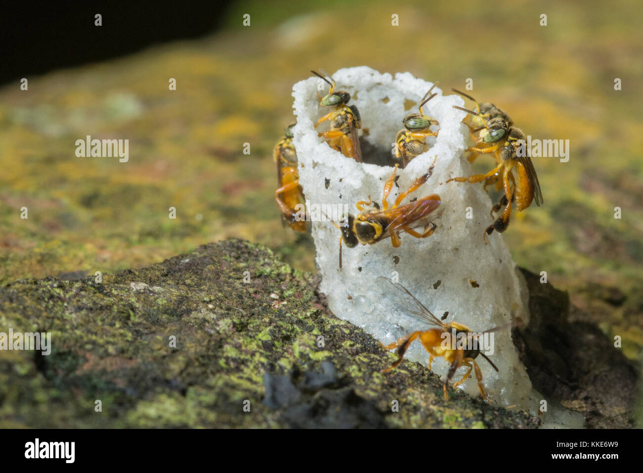 Stingless bees in Belize construct a 'chimney' entrance to their hive ...