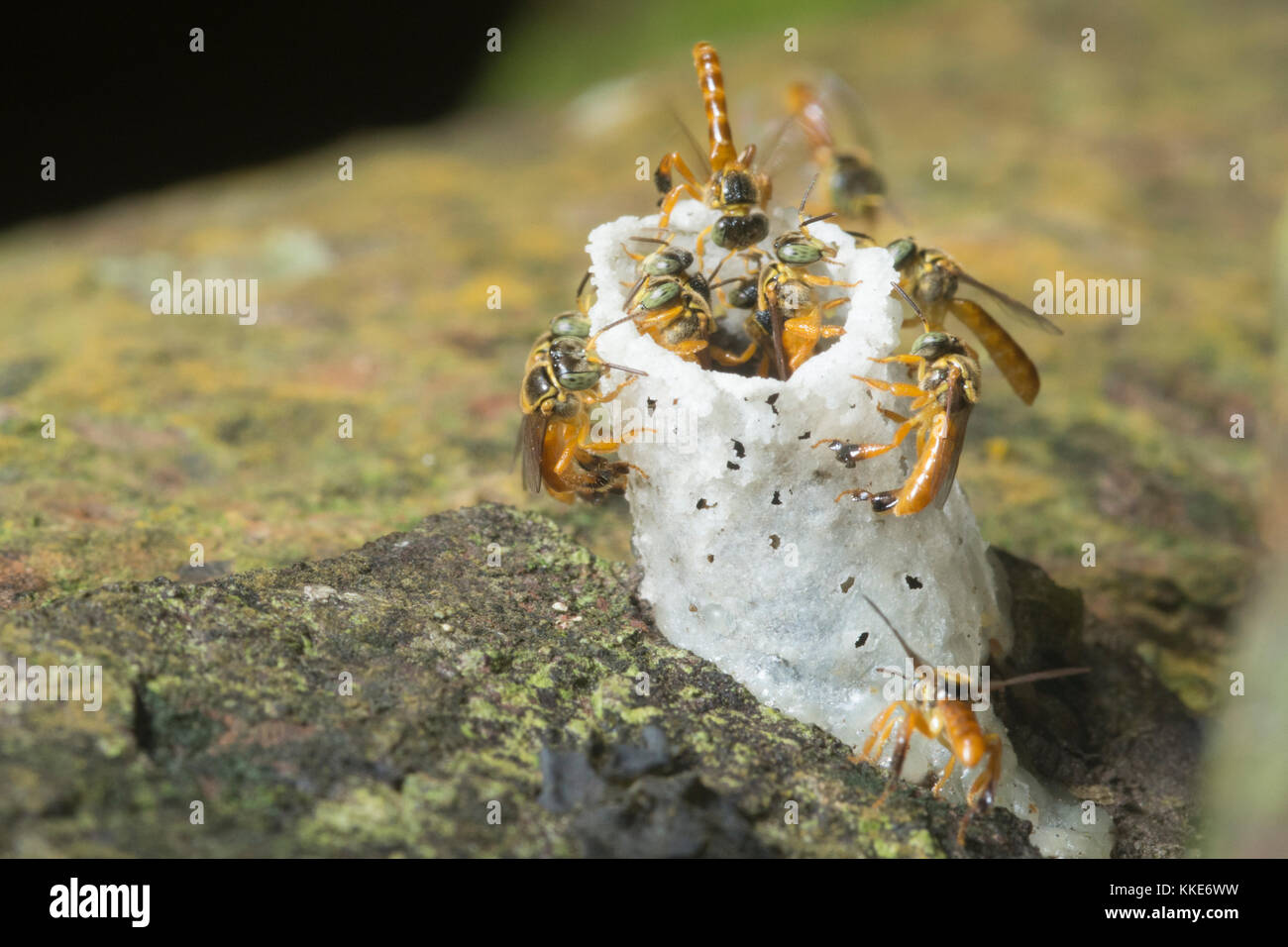 Stingless bees in Belize construct a 'chimney' entrance to their hive ...