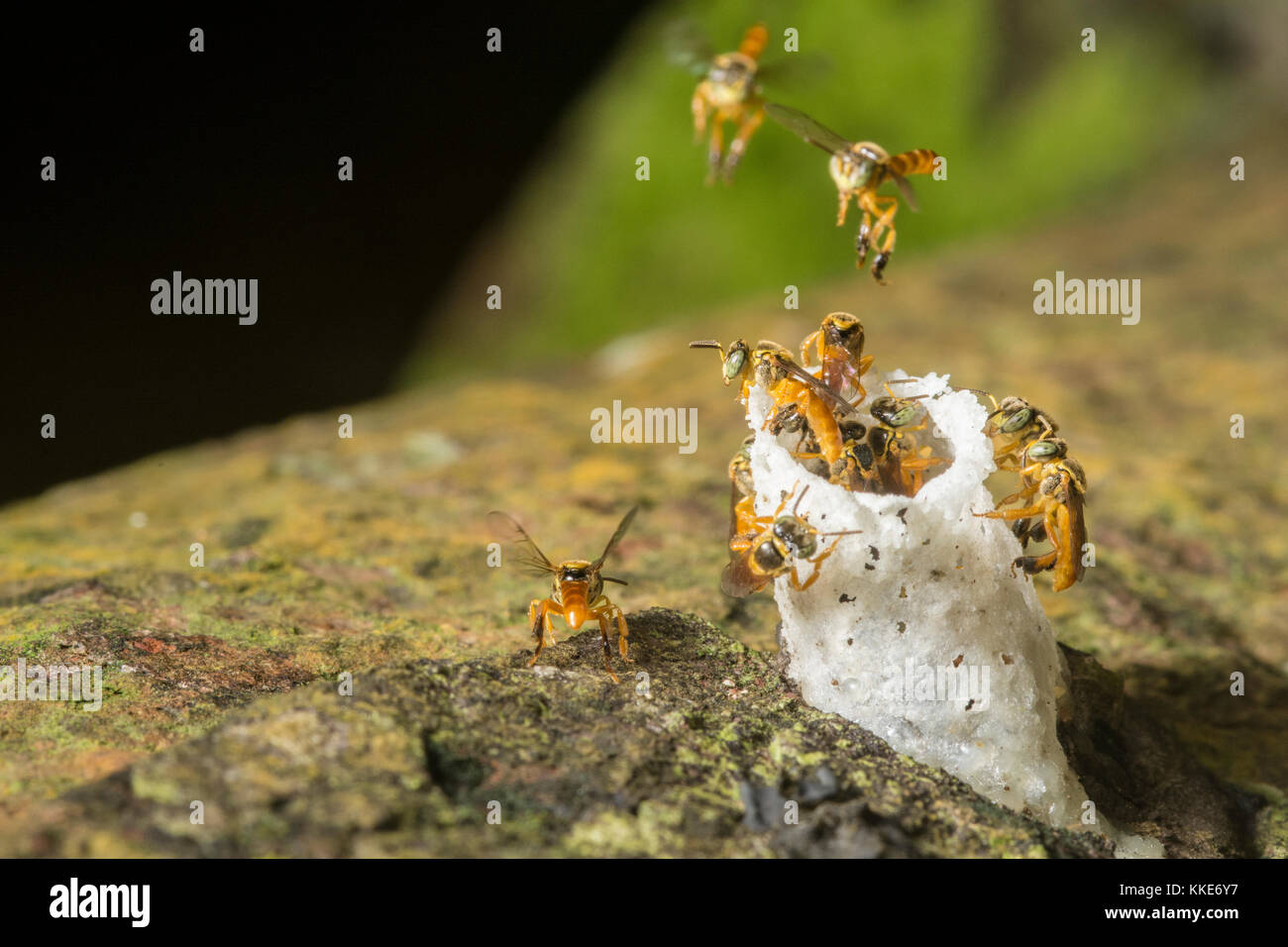 Stingless bees in Belize construct a 'chimney' entrance to their hive ...